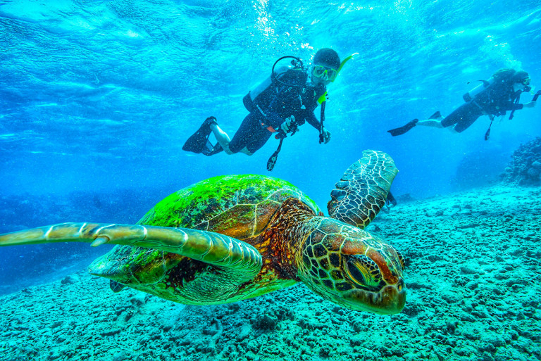 Clear Kayak Tour in Moorea - Book Online