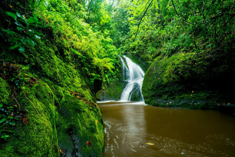 Hiking in the Cook Islands: in the Heart of the Rainforest
