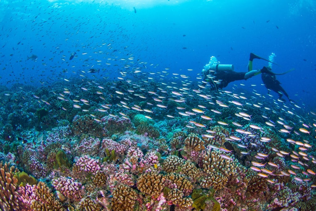 Rangiroa - Travel Guide - A Diver's Island | Polynesia Paradise