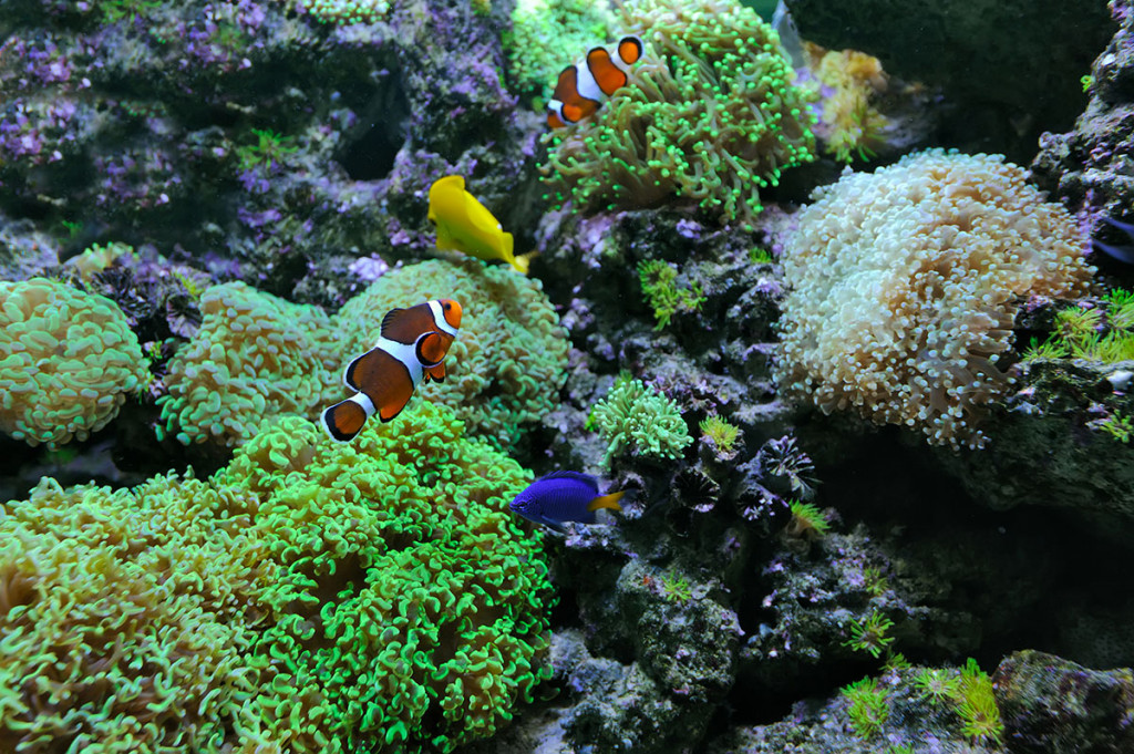 Diving in Moorea: Snorkeling and Diving to Observe Aquatic Life
