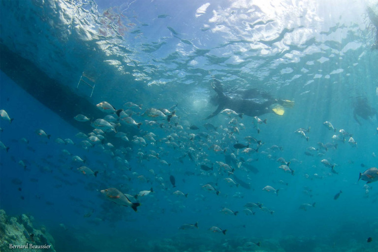 Snorkeling Tour in Rangiroa - Online Booking!