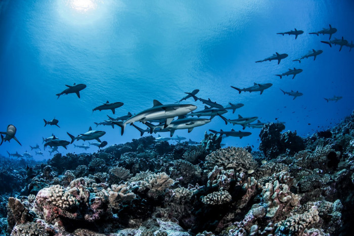 Sharks in French Polynesia: Safe Watching
