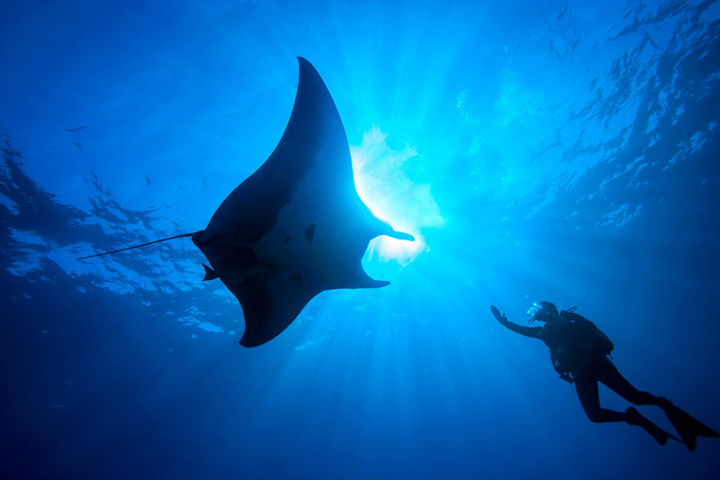 Diving in Moorea: Tops Snorkeling & Diving Spots