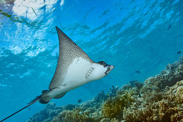 Fakarava: Travel Guide - The Wonderful Atoll