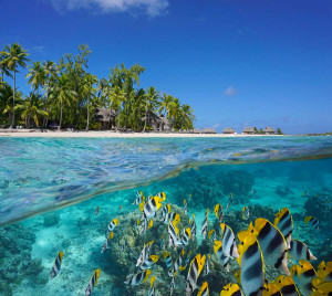 Diving in Tikehau: Meet Thousands of Tropical Fishes!