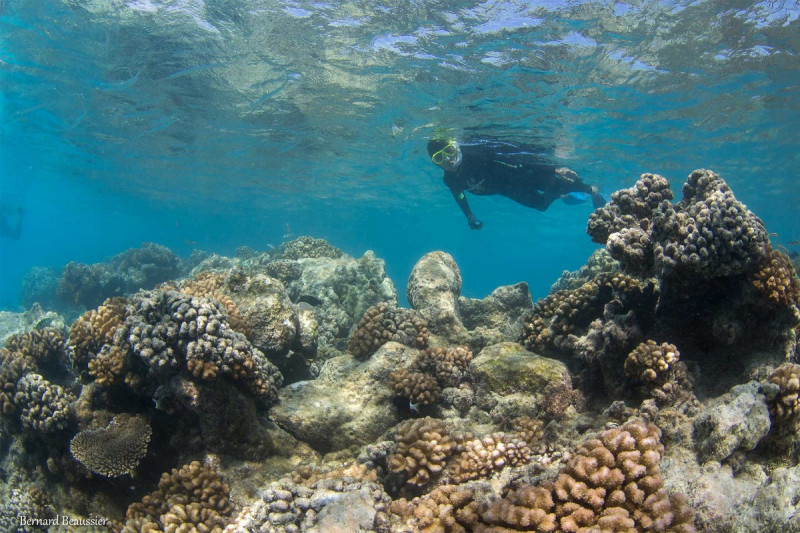 Rangiroa : Guide de voyage - Le paradis de la plongée