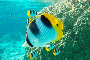 Diving in Moorea: Snorkeling and Diving to Observe Aquatic Life