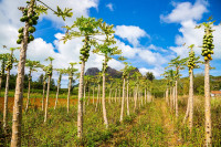 Tubuai: The Beautiful Vacations in the Austral Islands
